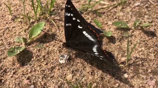 Ленточник тополевый -