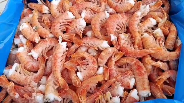 Аргентинские хфотики креветки