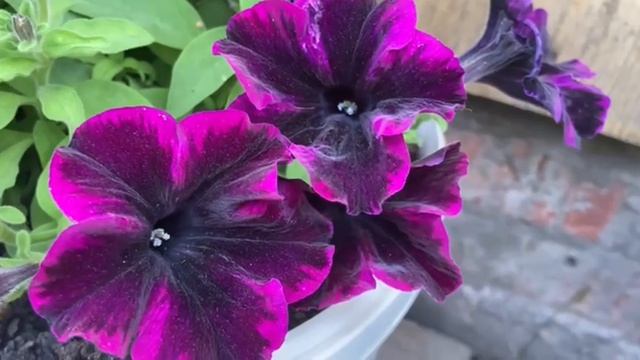 Петуния вегетативная Go! Tunia Cosmic Pink.  (Космик Пинк). Петуния вегетативная Go! Tunia Cosmic Pe