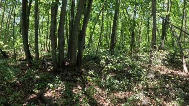 ОТец ищет грибы 10 07 25г