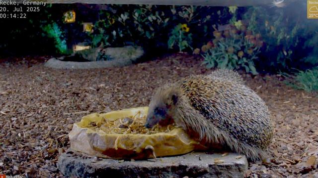 Ночная встреча трех ежиков- оказался один главный-все разбежались