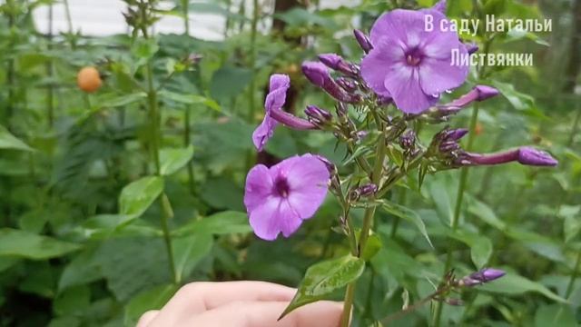 Дача 19-20 июля 2025. Самосев флоксов, цветение хост