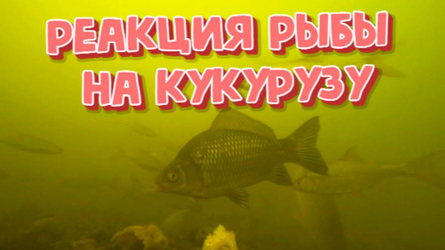 Реакция рыбы на пьяную Кукурузу ( подводная съемка)