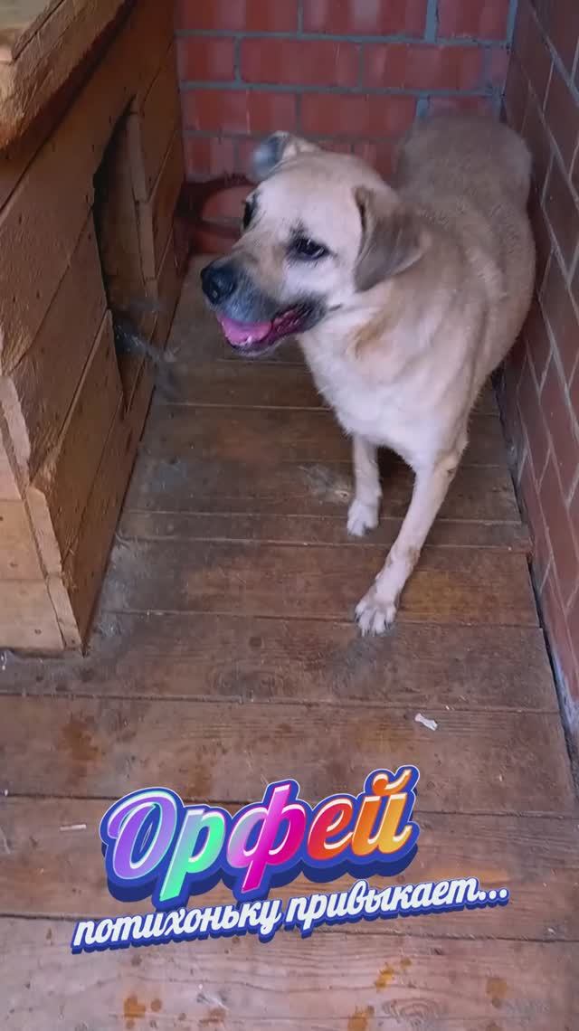 "Орфей и Сандра. Продолжение" ❥ Приют в Малинках