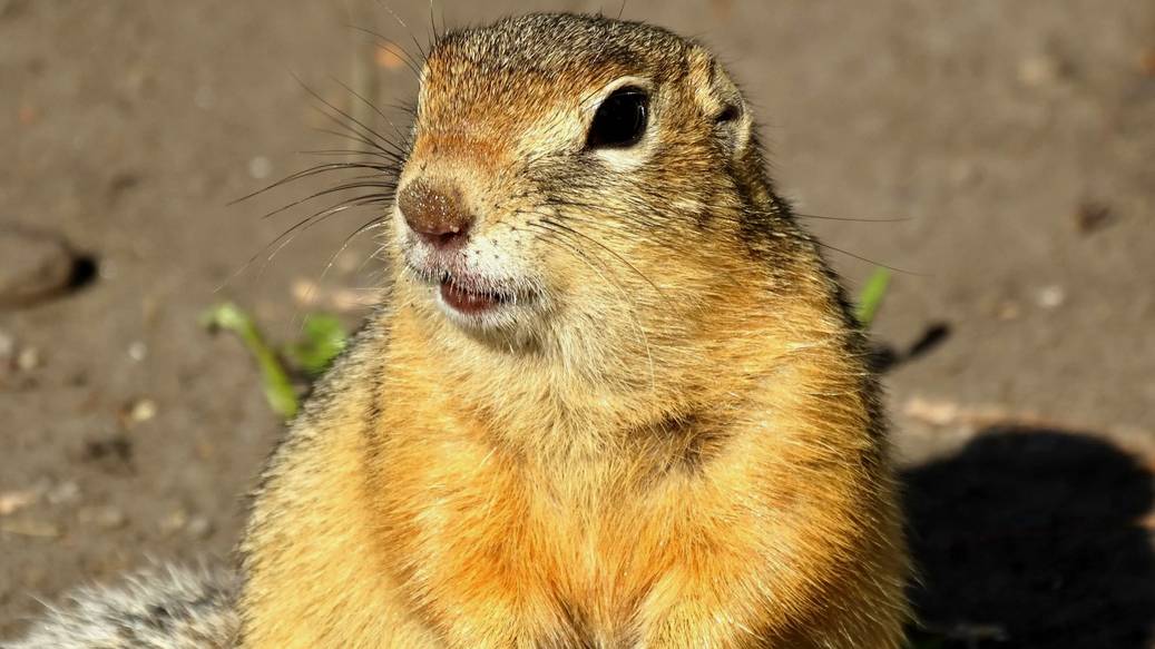 Йомран араһы.