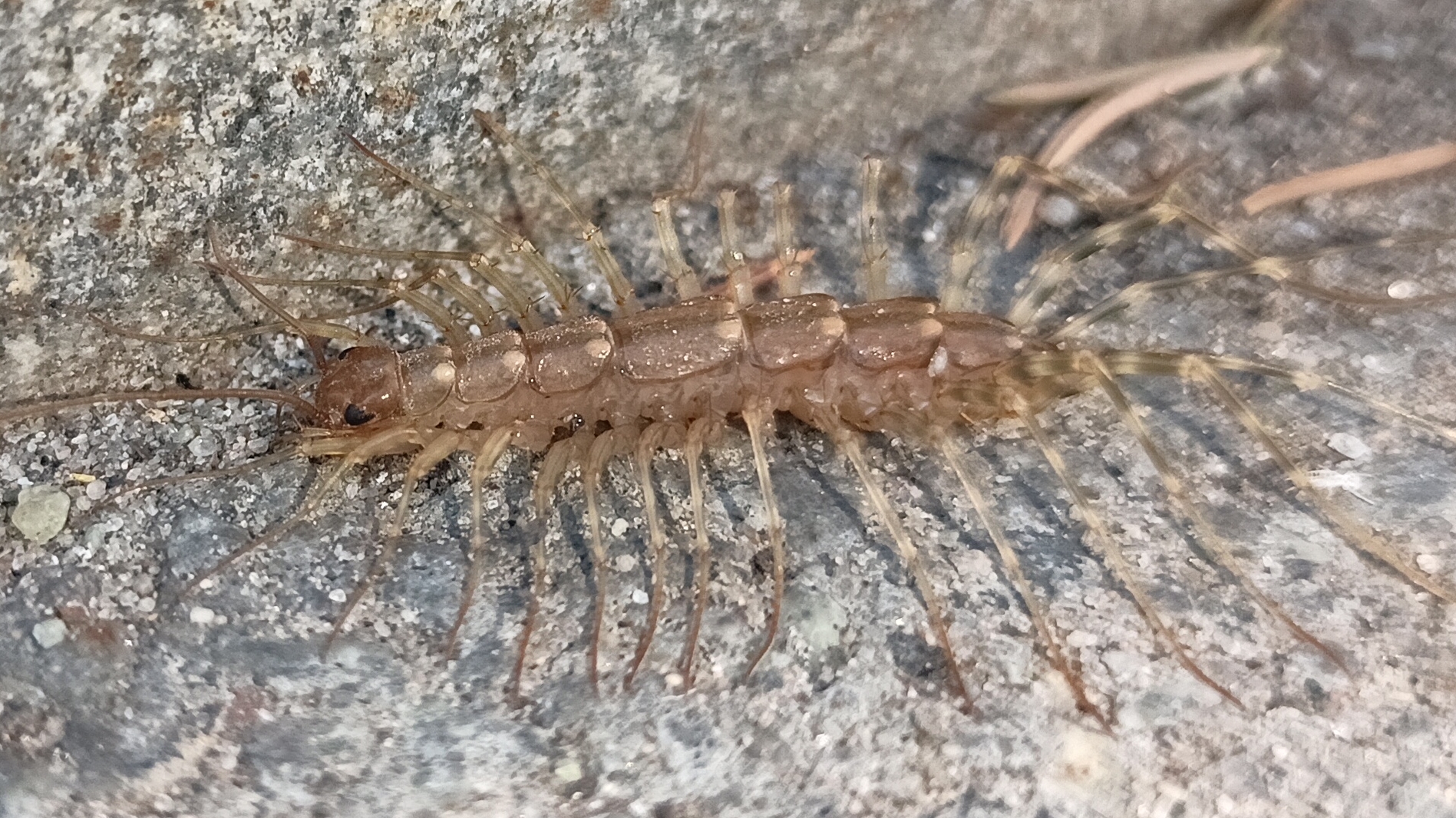 Сколопендра - мухоловка