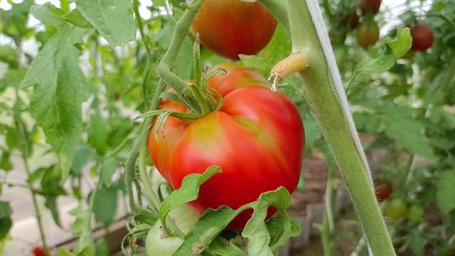 Томат "Вова Путин"