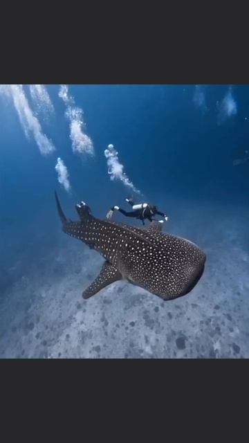 Рискнули бы?