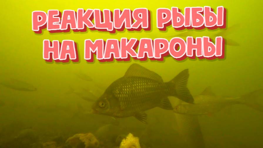Реакция рыбы на Макароны ( подводная съемка)