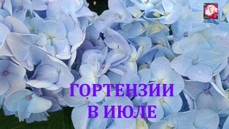 ГОРТЕНЗИИ  В ИЮЛЕ
