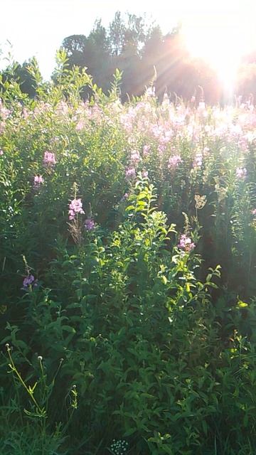 иван-чай на восходе