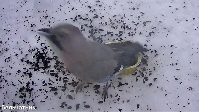 "Я тебя вижу!" - сойка изучает камеру =)