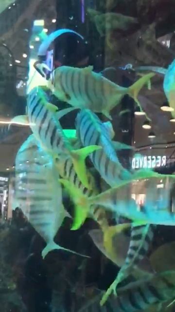 Москва, ТРЦ Авиапарк