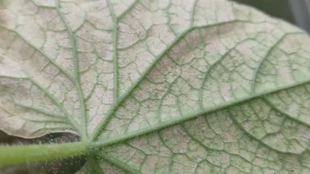 ПАУТИННЫЙ КЛЕЩ НА ОГУРЦАХ. КАК ЕГО УНИЧТОЖИТЬ? ЧЕМ  ОБРАБОТАТЬ ОГУРЦЫ? #акарициды #паутинныйклещ