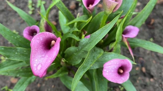 ПОСЛЕ ГРОЗЫ