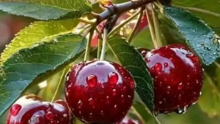 АВГУСТ--КОЗЕРОГ