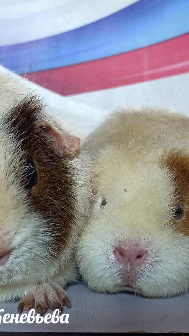 Жених и невеста Золтан и Ева 23.07/25 #морскиесвинки #американскийтедди