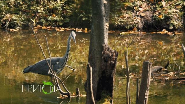 Природа. Серая цапля Grey heron