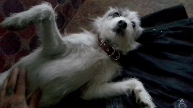 Сторожевая собака Буся