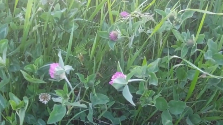 Queen - We Are The Champions