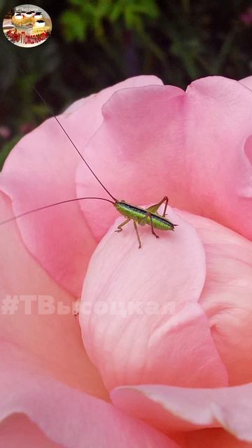 С Добрым Утром! Цветы и природа.