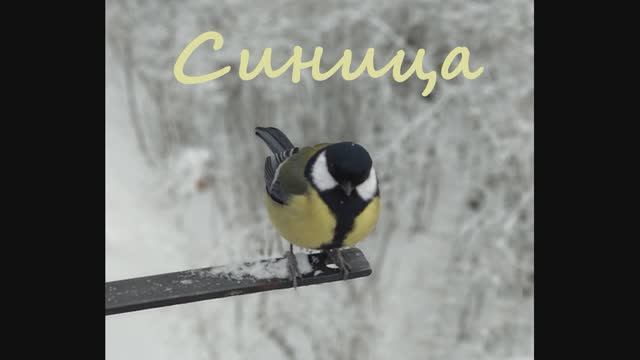 Иеромонах Роман, монах Афанасий (Кокорев). Синица