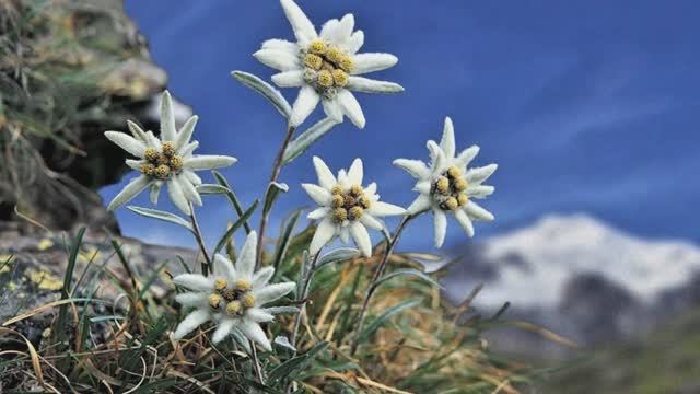 ЭДЕЛЬВЕЙС. Цветочный гороскоп 23 - 31 декабря