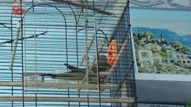 Чика, "бой с тенью"😂😂