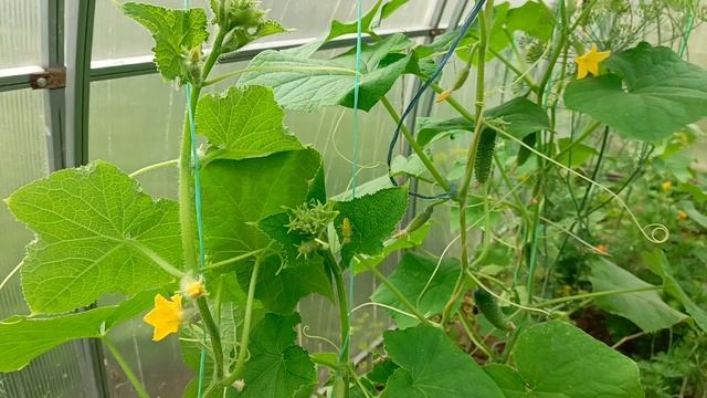 Паутинный клещ на огурцах - показываю признаки и эффективные способы борьбы