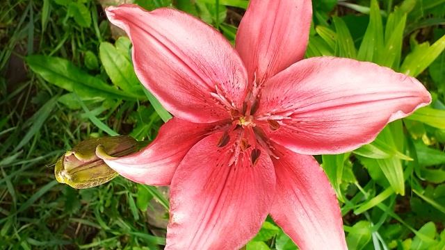 лилия сеянец №22 (Vlasova' 2025)