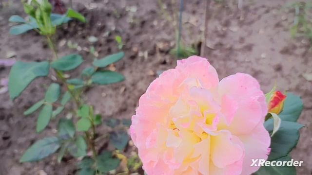 Розы. Розовая аллея.22.07.2025. Розариум.