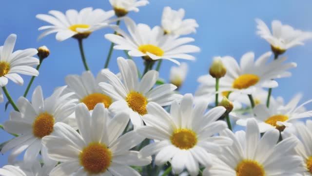 РОМАШКА. Цветочный гороскоп 22- 31 мая