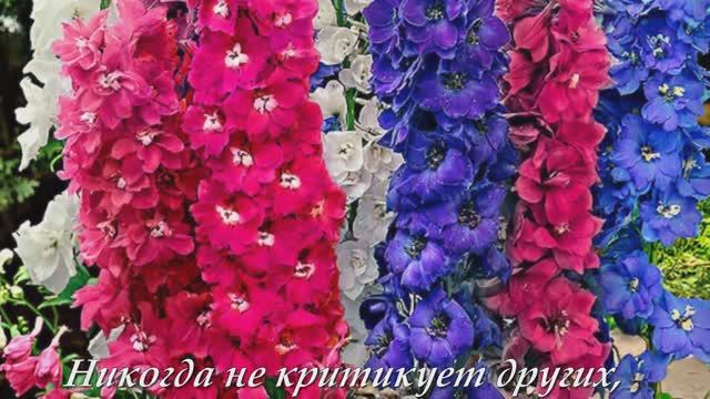 ДЕЛЬФИНИУМ. Цветочный гороскоп 24 августа - 2 сентября