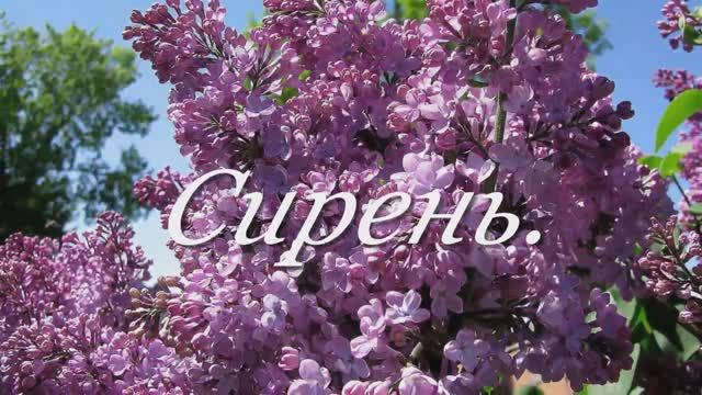 СИРЕНЬ. Цветочный гороскоп 14-23 октября