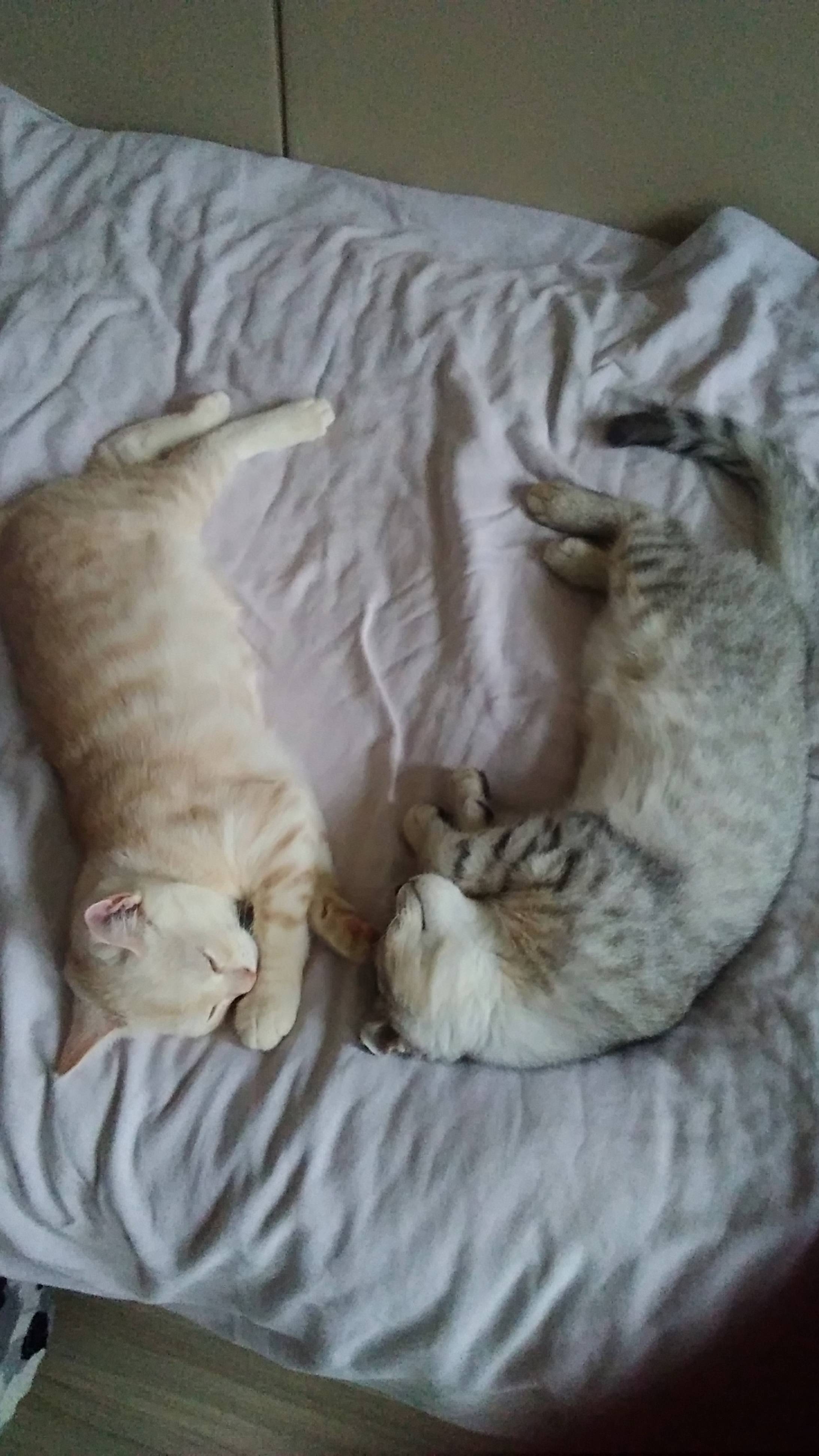 Коты тянучки