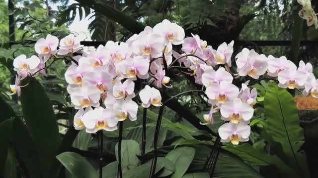 ОРХИДЕЯ. Цветочный гороскоп 3-12 ноября