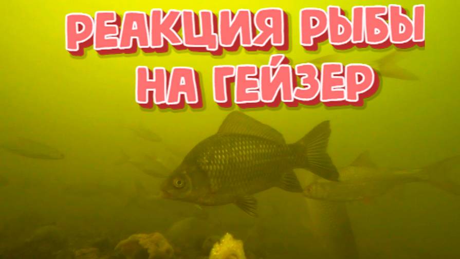 Реакция рыбы на гейзер ( подводная съемка)