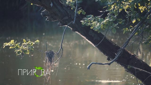 Природа. Река Чур, The Chur River