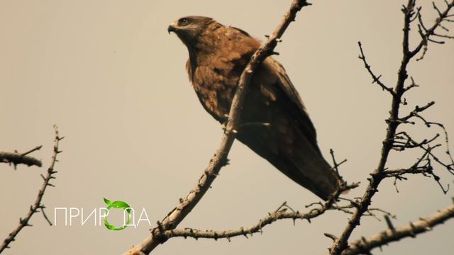 Природа. Черный коршун, Milvus migrans