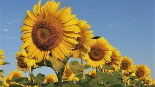 ПОДСОЛНУХ . Цветочный гороскоп 3-12 августа