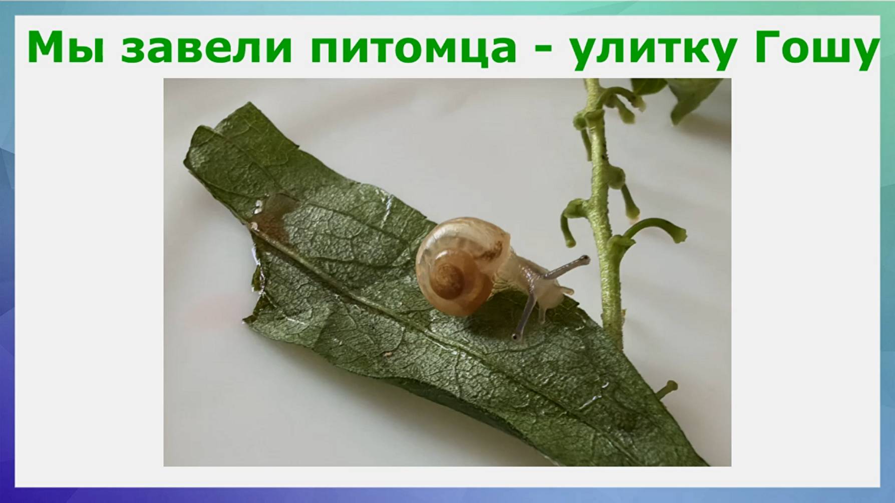 Мы завели питомца - улитку Гошу