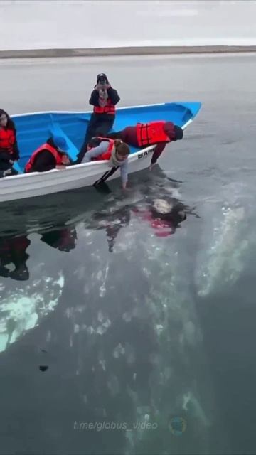 Мексика. Полуостров Баха - Калифорния Сур лучшее место в мире для наблюдения за китами.