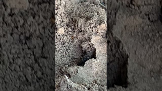 Паук-волк с выводком паучат на спине. Замечен в Подмосковье.