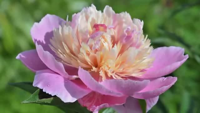 ПИОН. Цветочный гороскоп 13-22 ноября