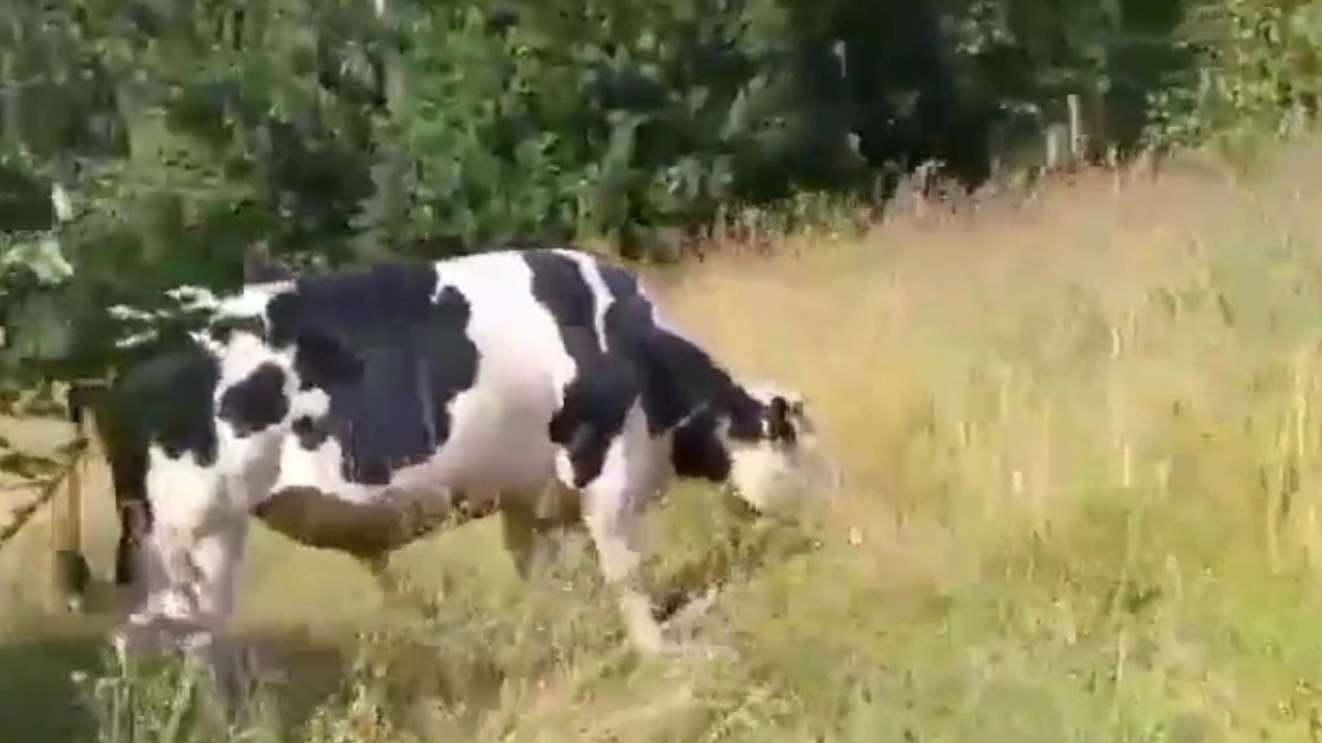 Лекарственные травы собирала. Бык на встречу.