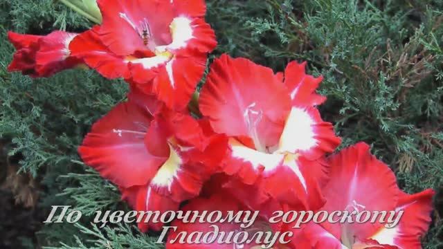 ГЛАДИОЛУС. Цветочный гороскоп 23 ноября -2 декабря