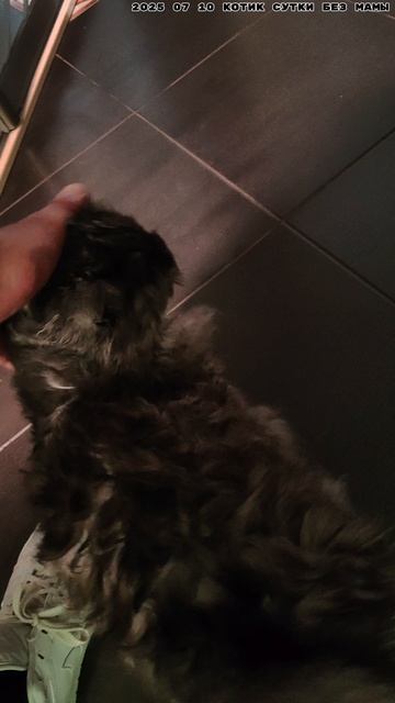 2025 07 10 КОТИК СУТКИ БЕЗ МАМЫ 4K