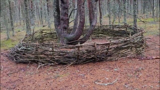 Куршская коса. Танцующий лес. Дюна Эфа