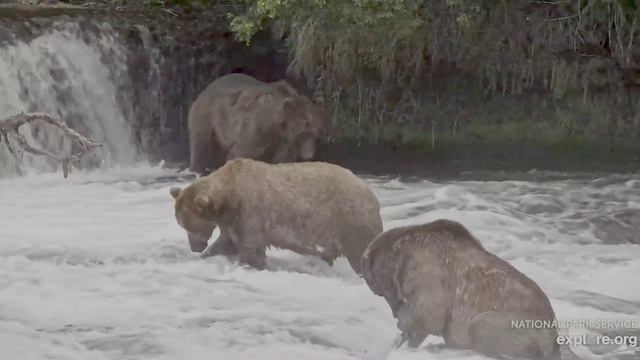 Медведи старики рано утром на любимом месте ловят рыбу