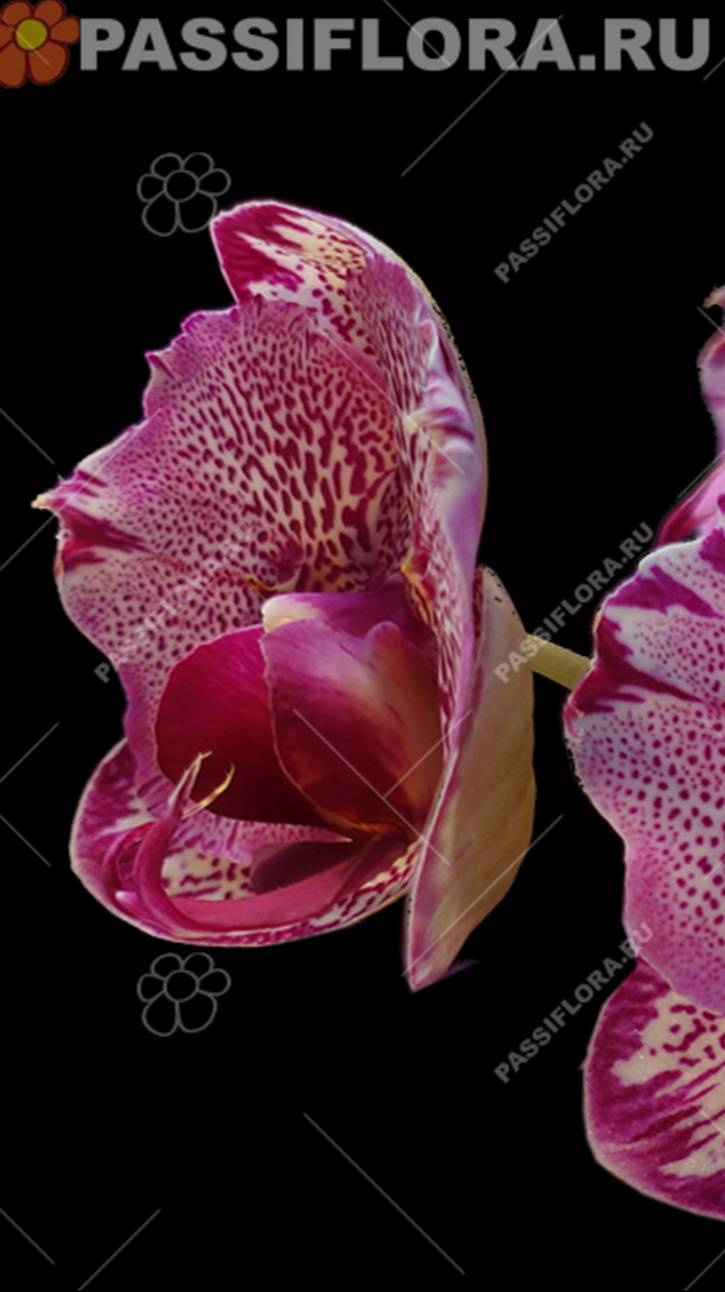 P. Joy Spotted Butterfly, P. Gorgeouse Panda, P. I-Hsin Red Pixie